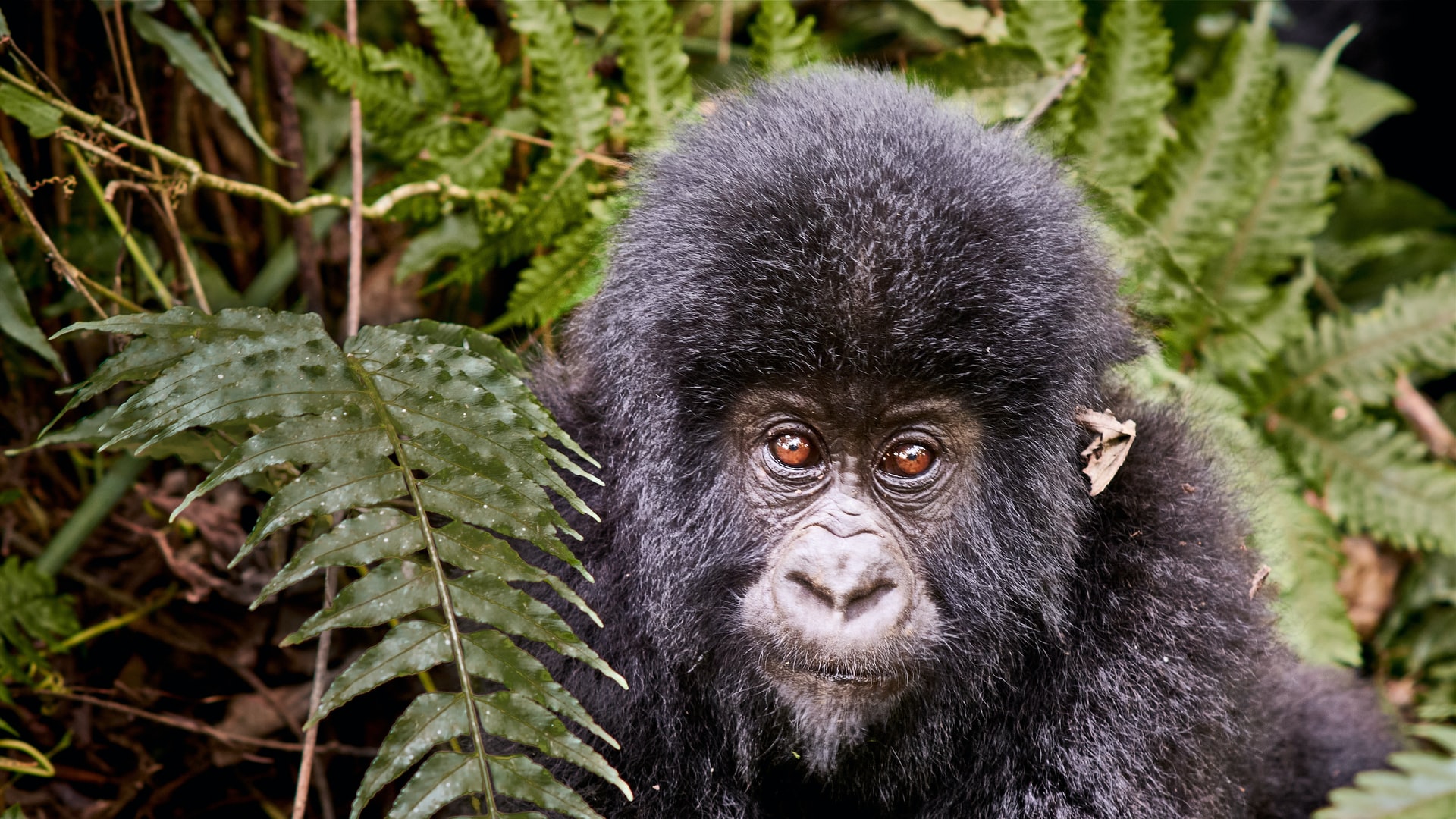 🇨🇩 Congo (Democratic Republic of the) | movecrunch.com